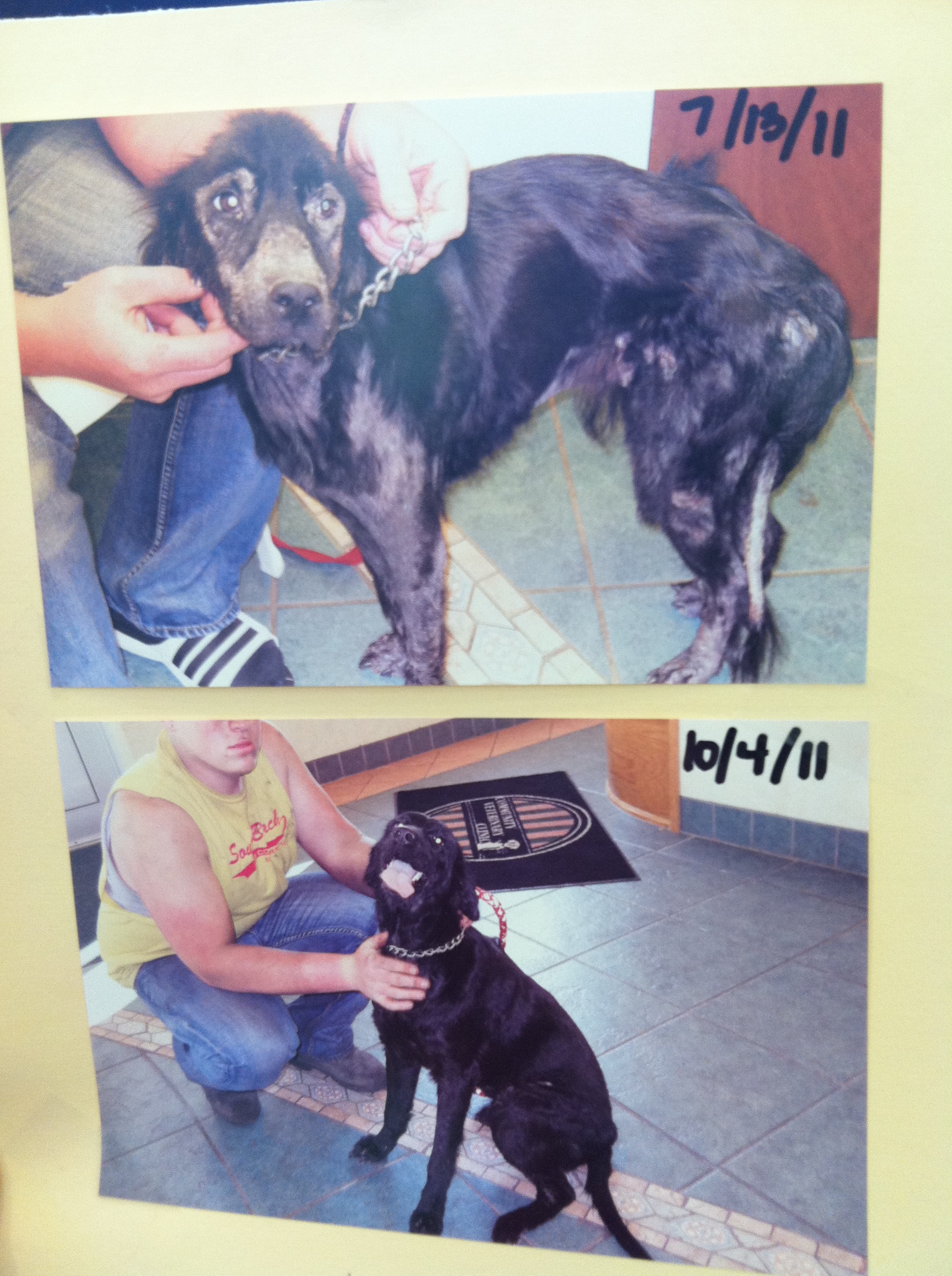 Before & After - Community Veterinary Clinic